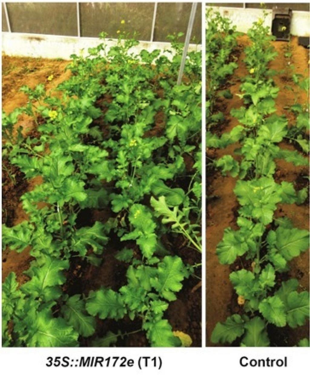 Scientists develop early flowering transgenic mustard