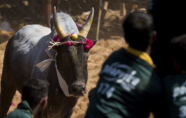 Raging Bull: How the controversy over Jallikattu ended up saving the ...