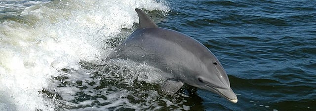 ‘Gahirmatha dolphins migrated to deep sea due to climate change’