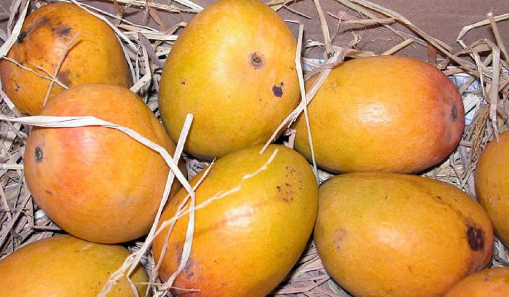 The Alphonso mango is now completely traceable