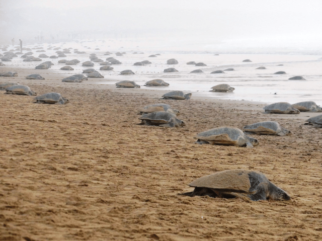Frequent extreme weather events may lead to decline in Olive Ridley ...