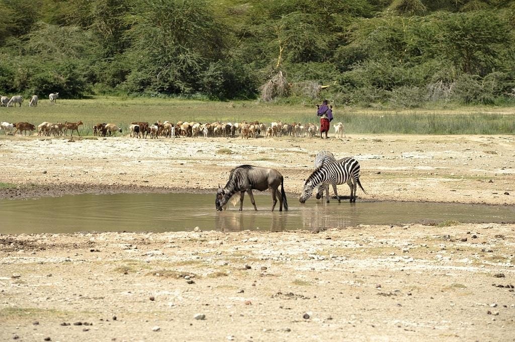 Biting drought fuels human-wildlife conflicts in Kenya, Horn of Africa