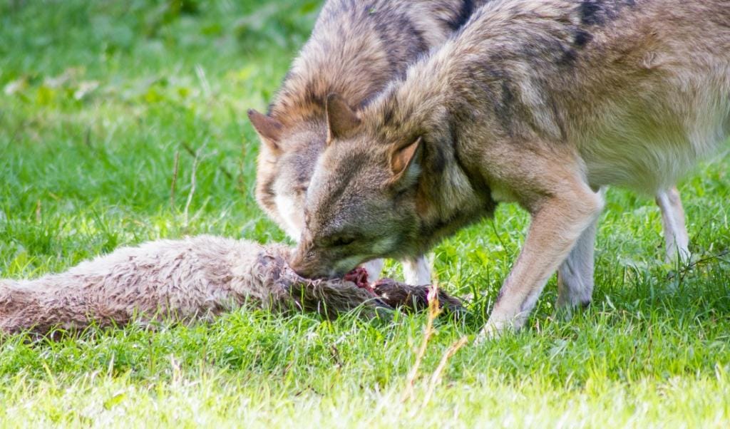 Losing a calf to wolves in Sweden hurts. But if lions take one in ...