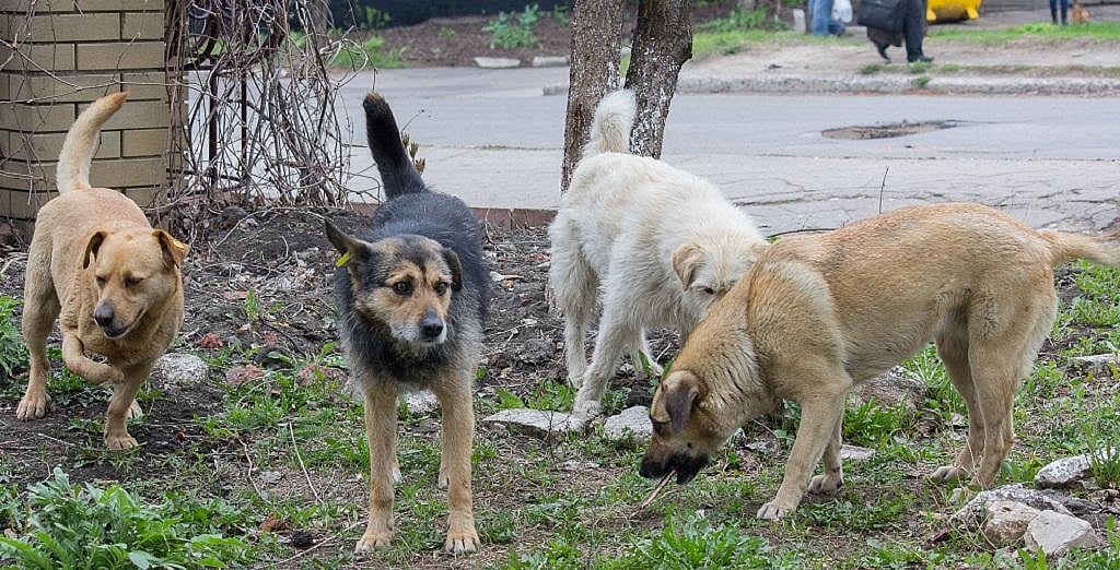 Neuter or cull? Meet in Delhi witnesses scuffle over ways to curb ...