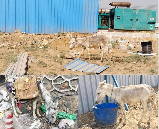 India’s invisibilisation of donkey labour is rooted in the caste system