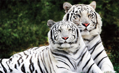 How Did White Tigers Evolve