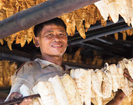 Potato shield for bamboo