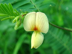 Flower delicacies of the Northeast