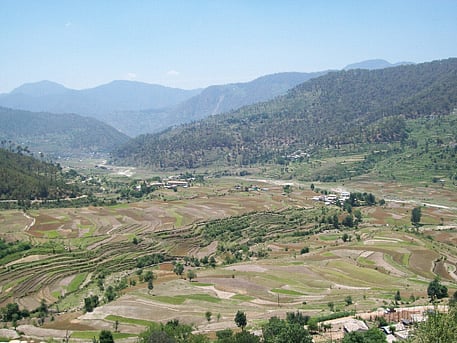 Rawain valley chooses vegetables over staple crops