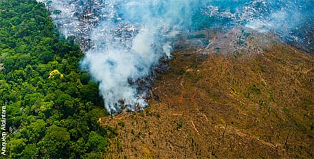 Degradation of Amazon rainforest affecting its natural function