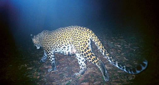 Human-leopard conflict: big cats losing battle for survival