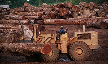 Ghana to start importing timber