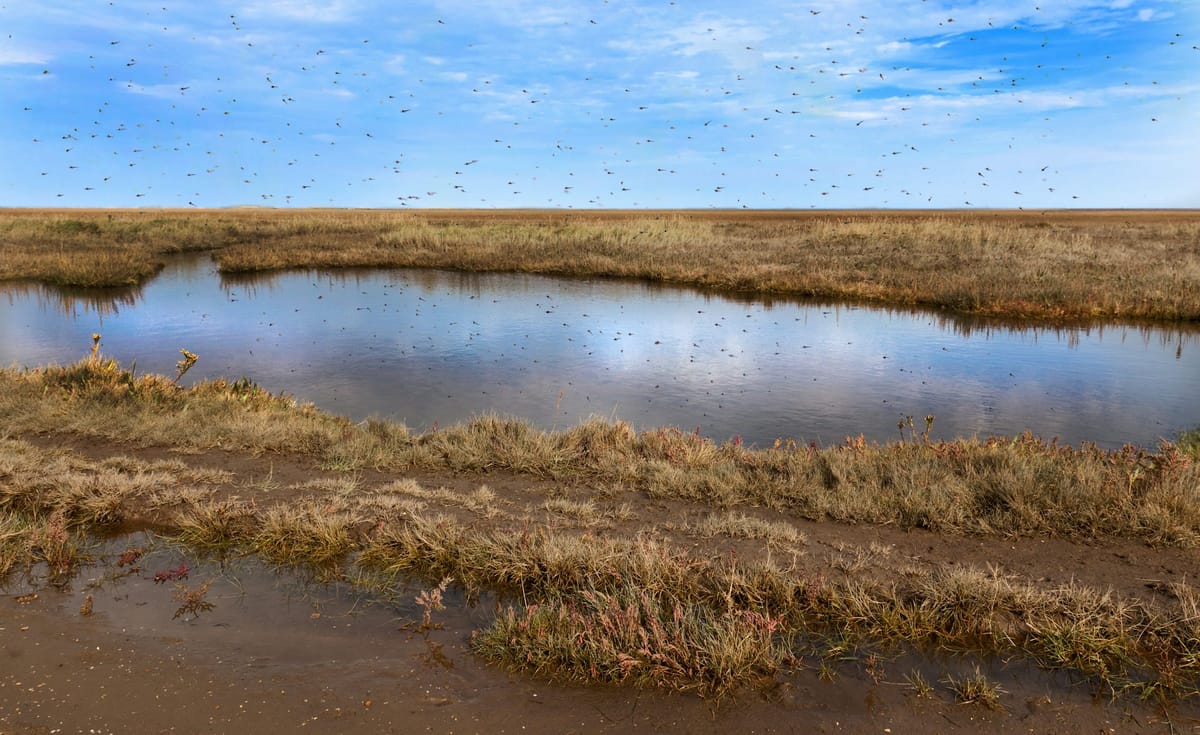 Microplastics are getting into mosquitoes and contaminating new food chains