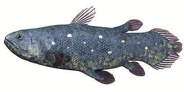 How fish evolved to walk — and in one case, turned into humans