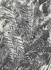 Operation Himalayan yew