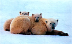 Unbearable!