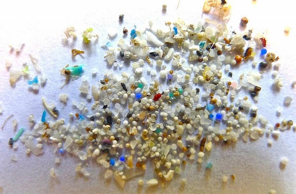 Fish eating microplastics a cause for concern, say experts