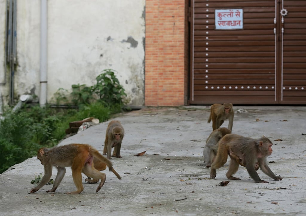 Rhesus macaque declared vermin in Himachal Pradesh