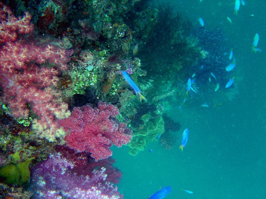 Coral reefs on decline due to overfishing, pollution fuelled by climate ...