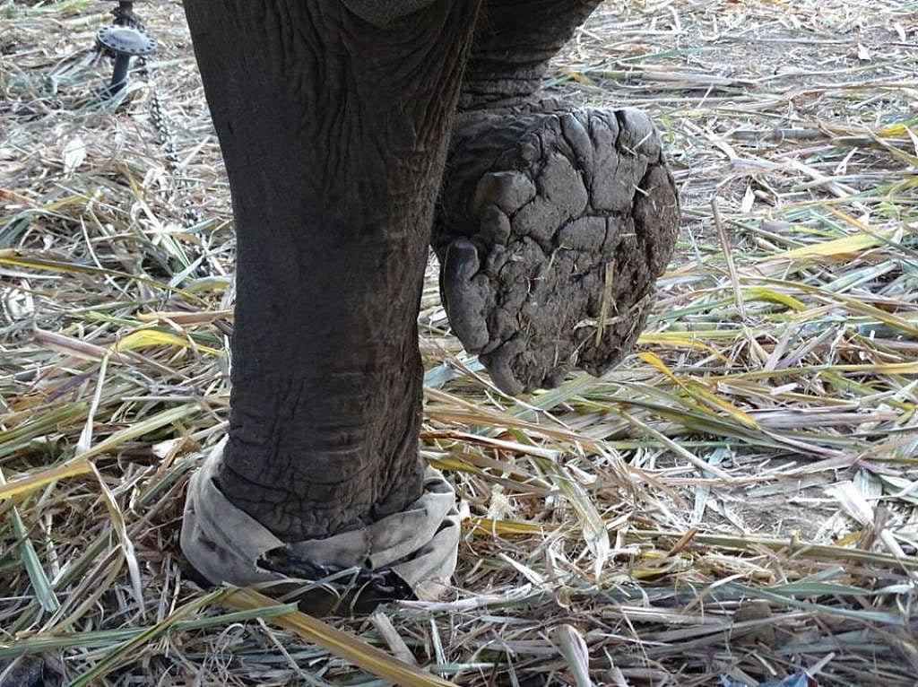 Pune Court orders four rescued circus elephants to be sent back to ...