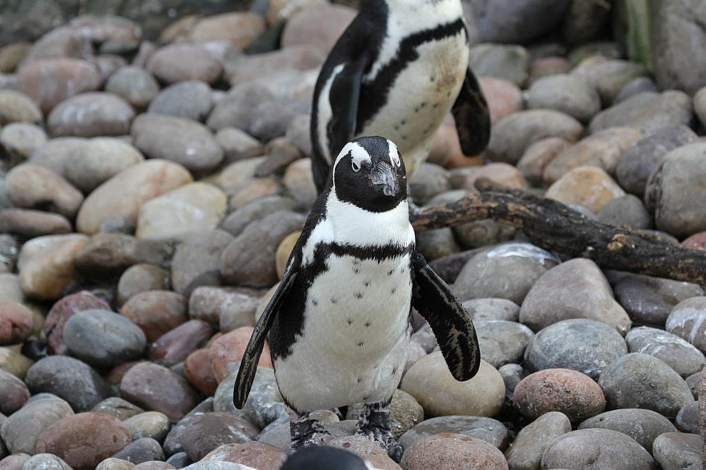 Penguins v leopards: two sides of conservation debate in South Africa