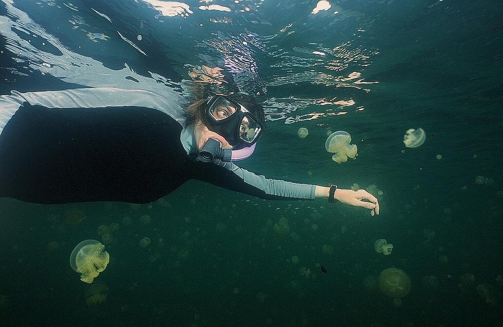 Oceans may become too acidic for animals to smell their way around