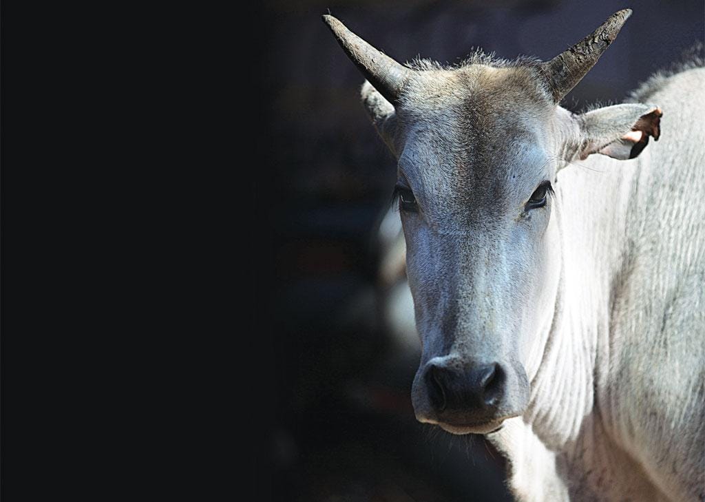 How cow became the mother of demigods