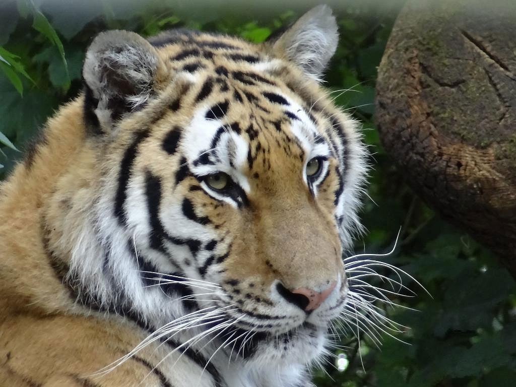 'Mission Tiger will make an emotional appeal to poachers to save the ...