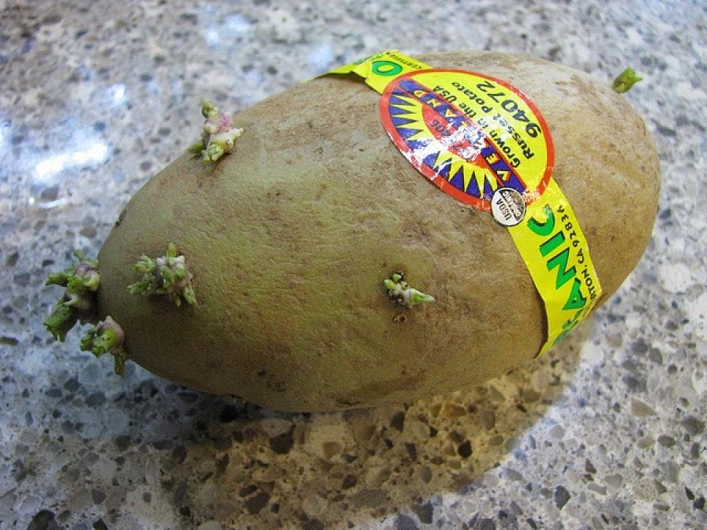 Can you really be poisoned by green or sprouting potatoes?