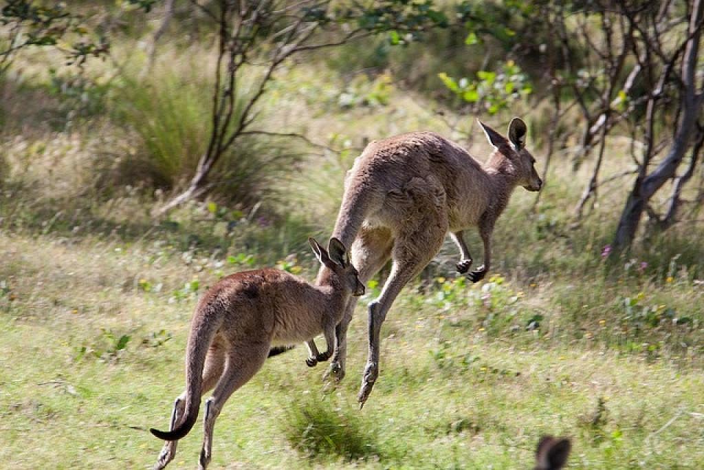 Feral animals are running amok on Australia’s islands – here’s how to ...