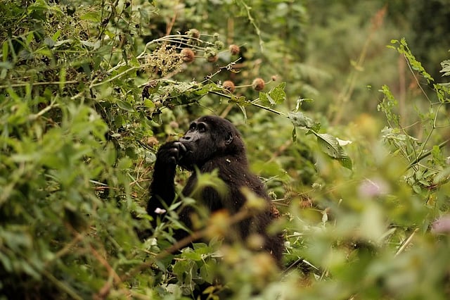 Poaching taking a toll on gorilla, zebra population: IUCN