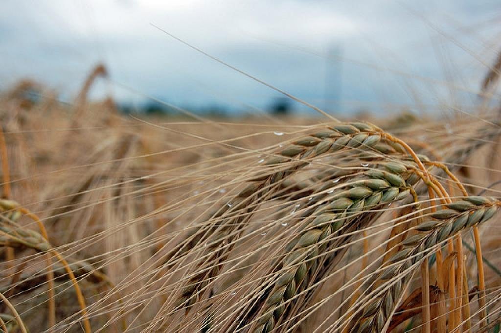 Wheat production to decline as global temperature increases