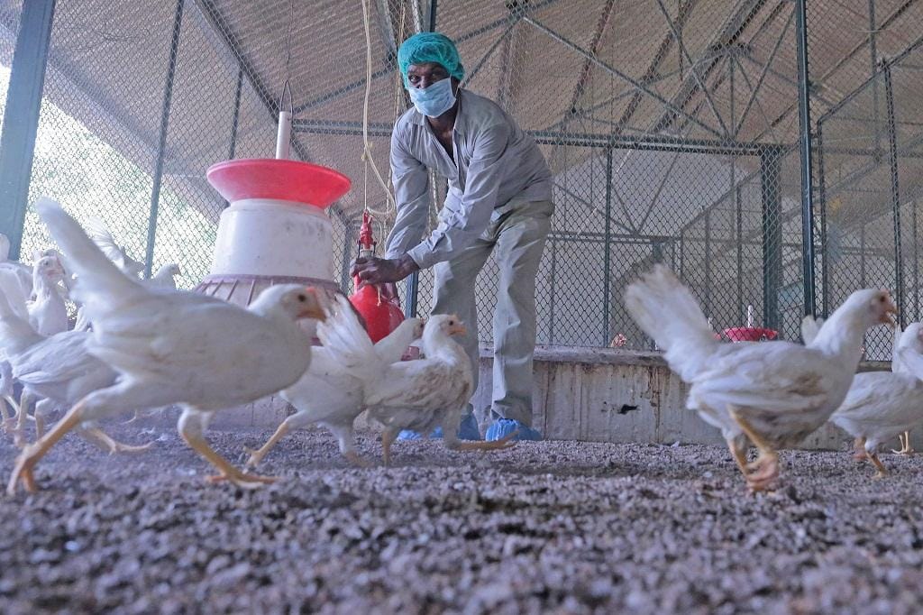H5N1 Bird Flu Spreads Across US; India Heightens Vigilance