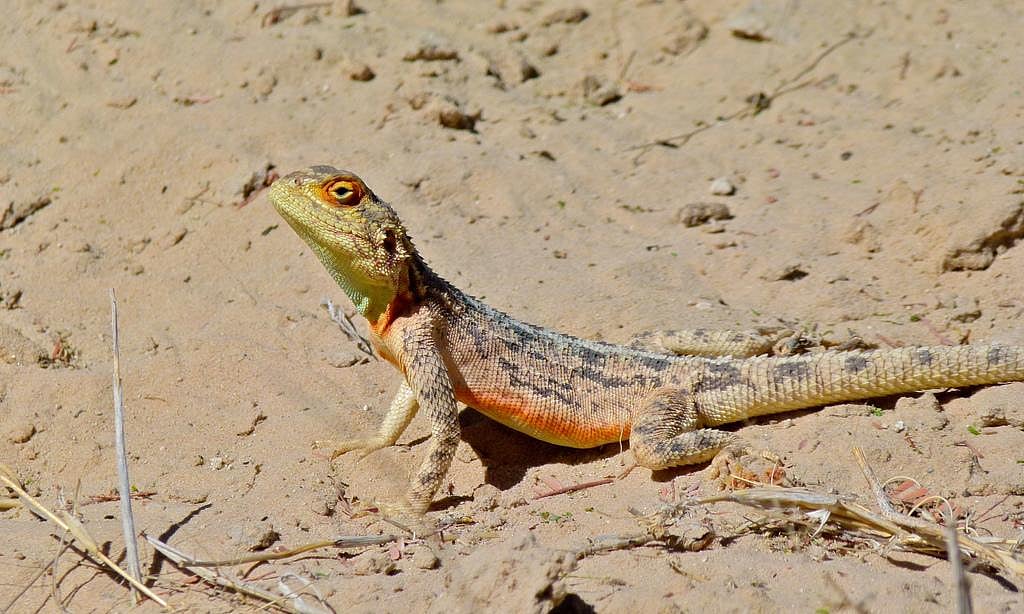 New lizard species discovered in Mumbai; more pan-India studies needed