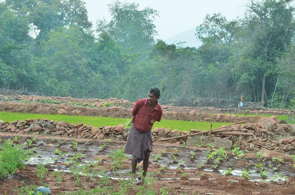 A phoenix of a tribe