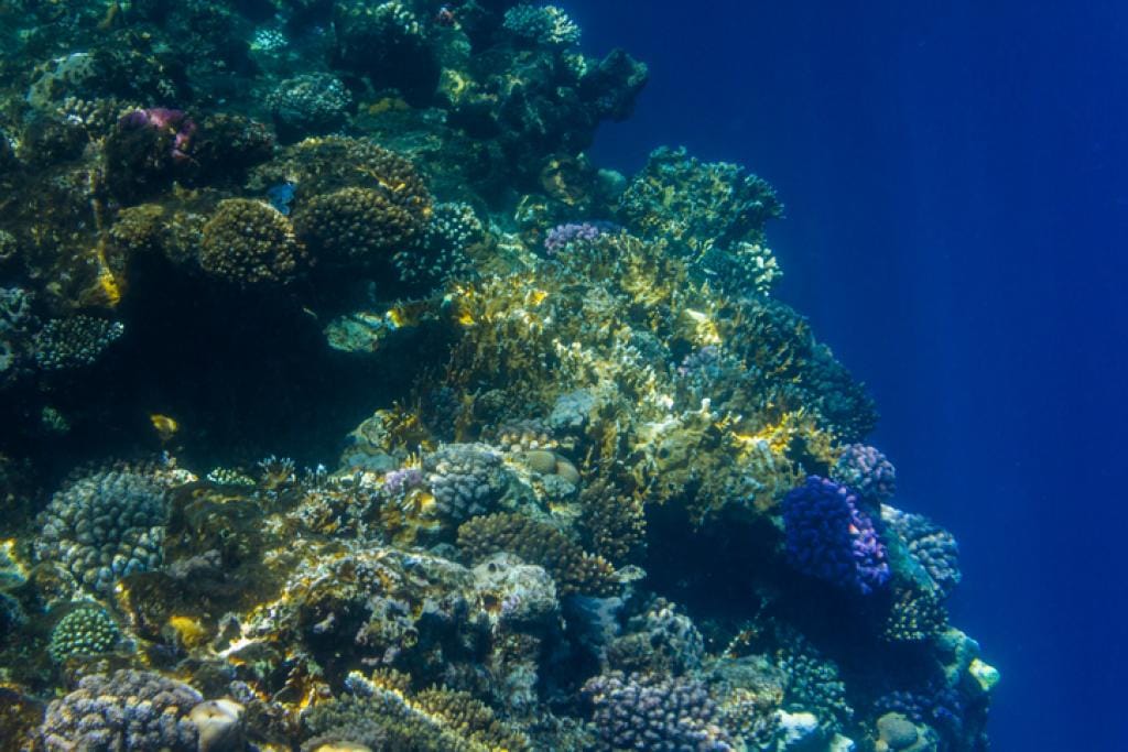 Climate change is disrupting genes and ecosystems: IUCN study