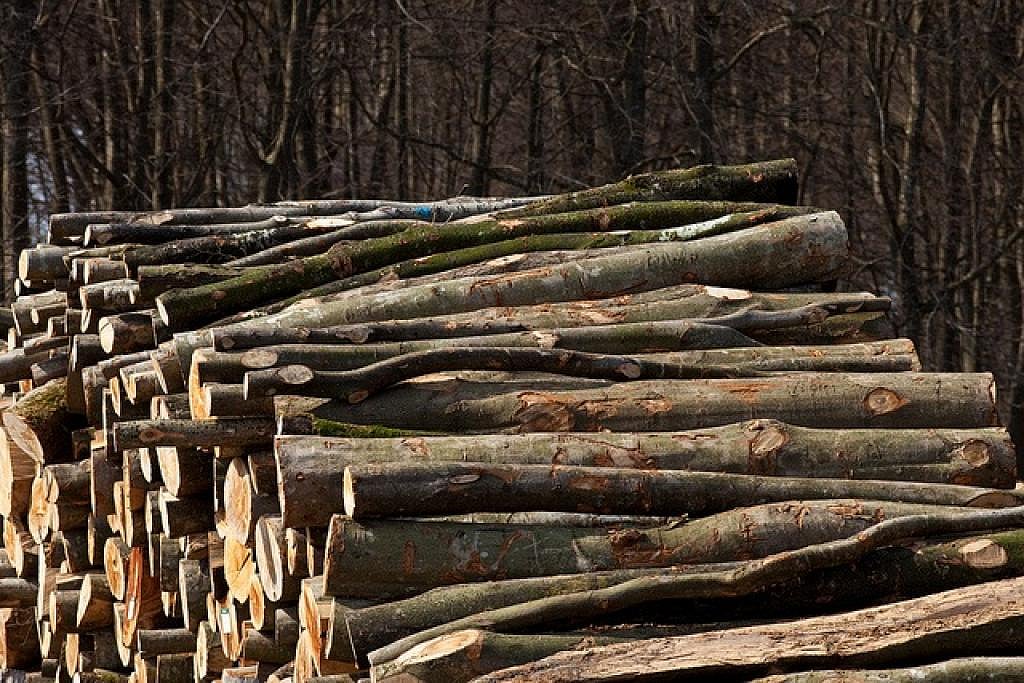 Corruption in timber trade fuels deforestation, biodiversity loss