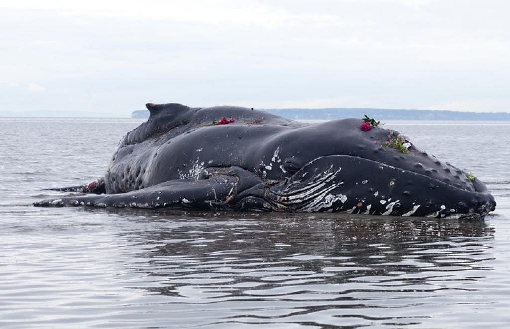 What causes whale mass strandings?