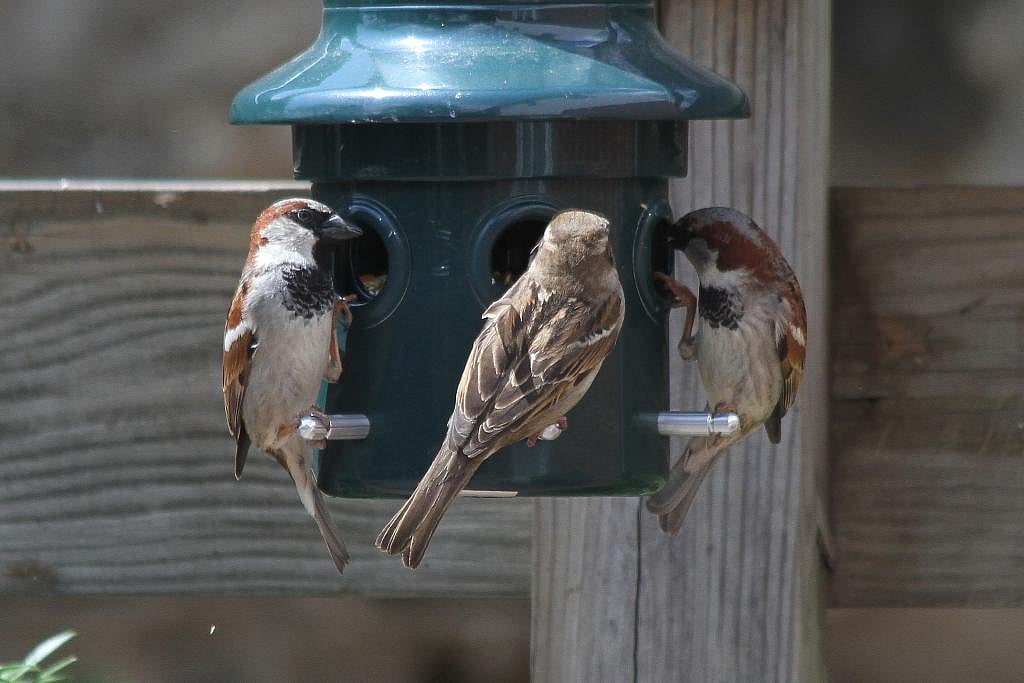 How can we bring disappearing sparrows back to our cities?