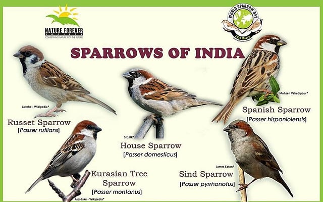 How can we bring disappearing sparrows back to our cities?