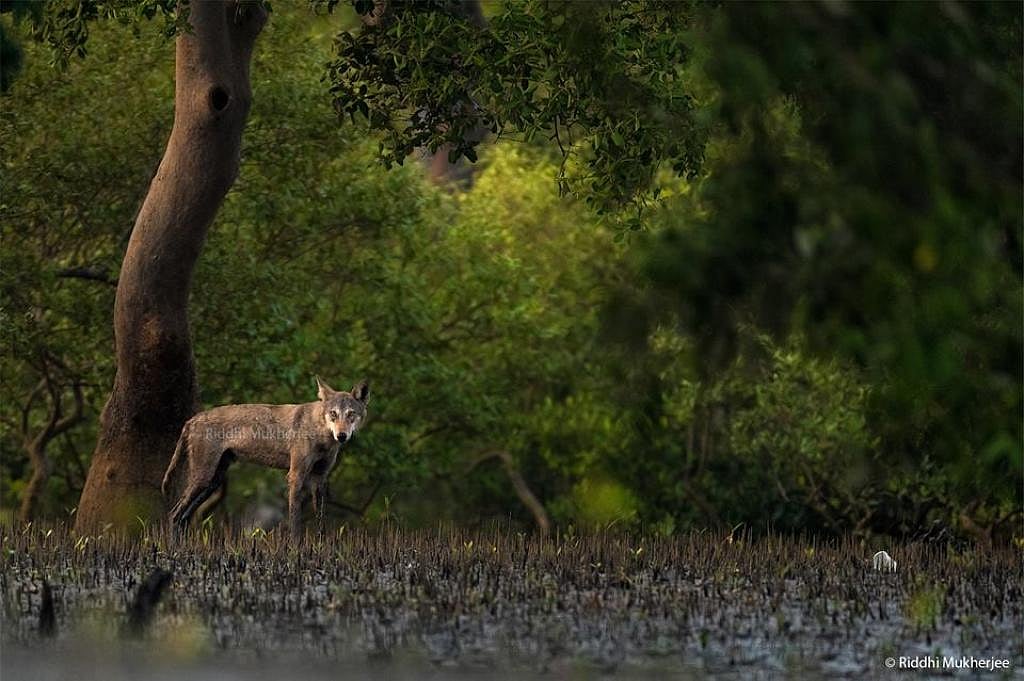Wolf snapped in the Sundarbans for the first time