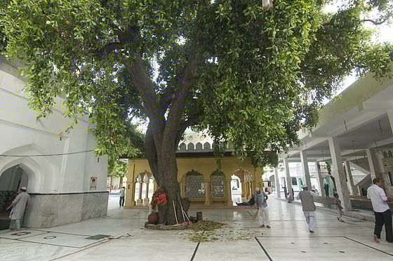 Heritage Trees of Delhi