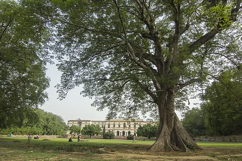 Heritage Trees of Delhi
