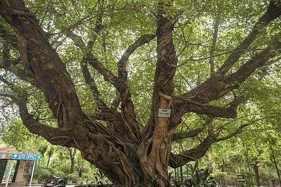 Heritage Trees of Delhi