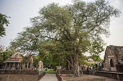 Heritage Trees of Delhi