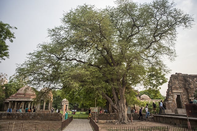 Heritage Trees of Delhi
