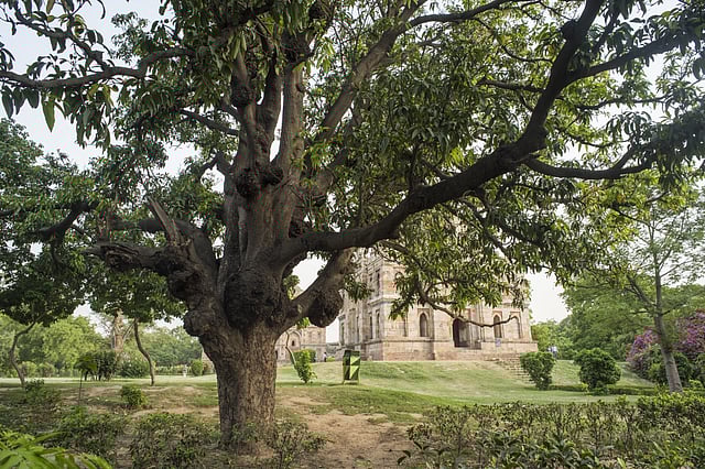 Heritage Trees of Delhi