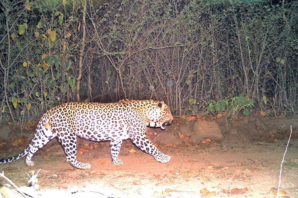 Why are leopards in Rajaji turning man-eaters?