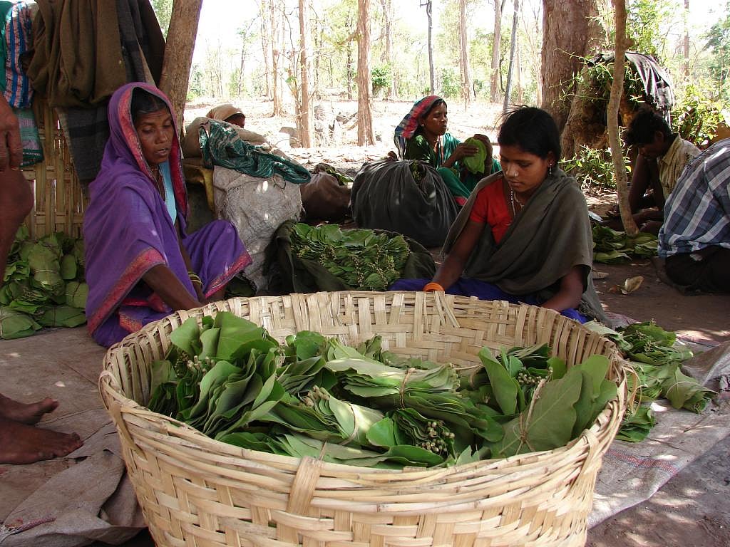 GST of 18% on tendu leaves: how it will impact tribals