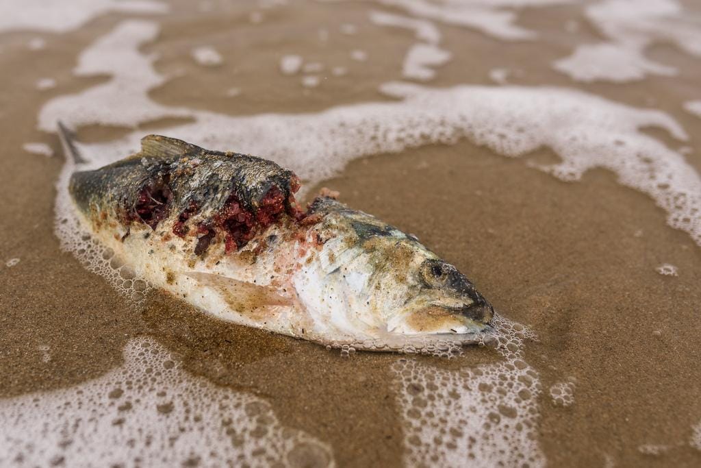 129 tonnes of fish die due to lake contamination; Telangana springs ...